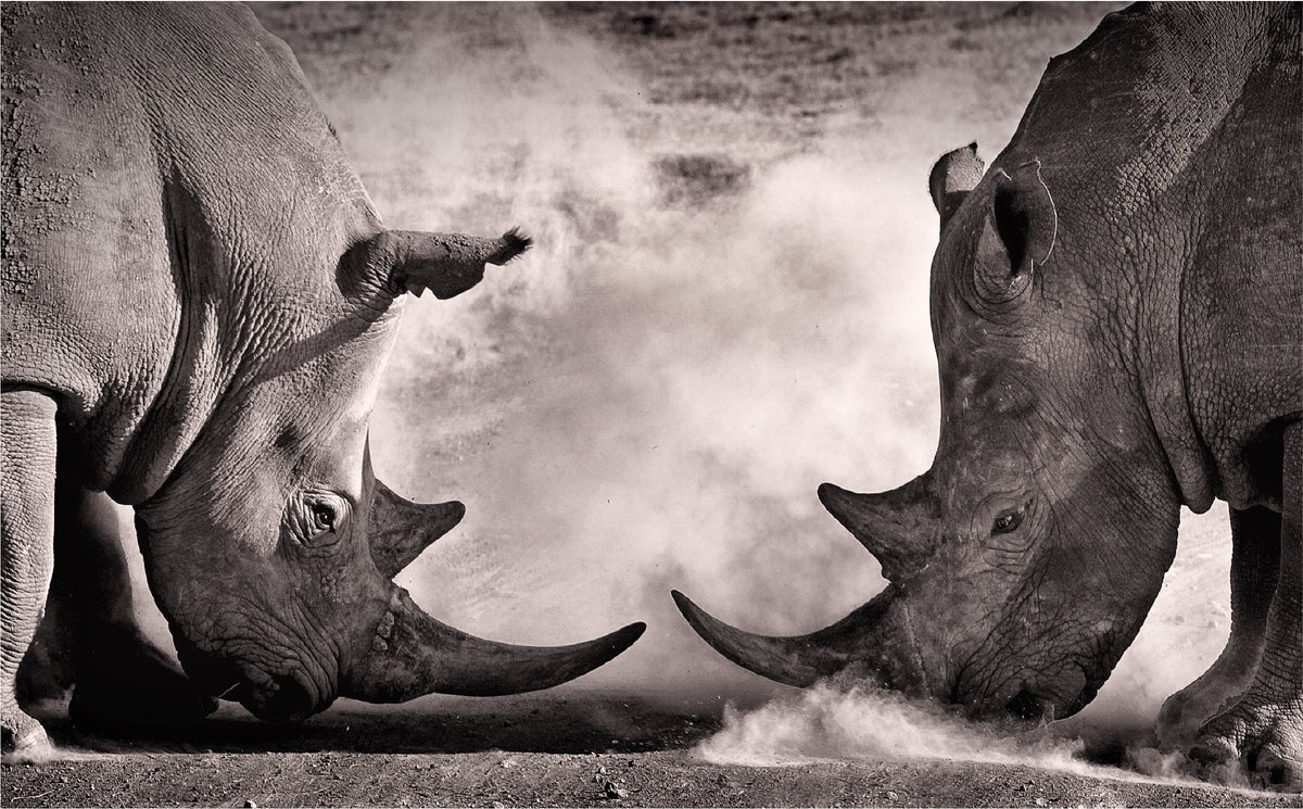 Rhino Collection – Xtinctio